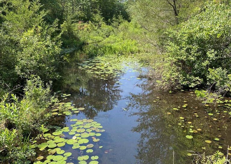 Mosquito spraying scheduled in Riverhead, Southold - The Suffolk Times