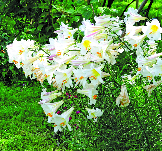 Gardening with Galligan: Finding the elusive Regal Lily - Shelter ...