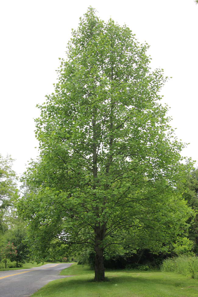 Tree of the Month: Tulip tree - Shelter Island Reporter Archives