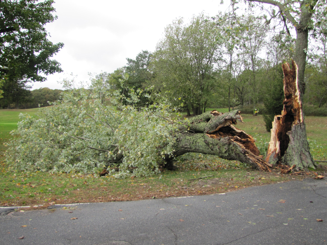 Wind blast knocks over Goat Hill tree - Shelter Island Reporter Archives