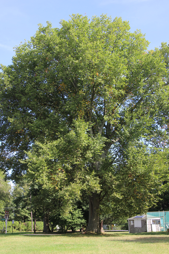 Tree of the Month: American Elm - Shelter Island Reporter Archives