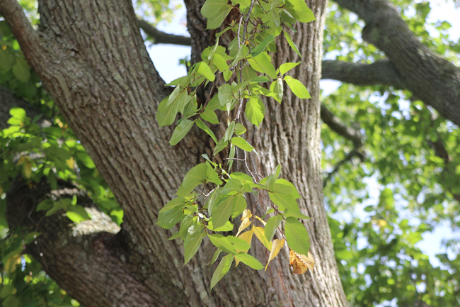 Tree of the Month: American Elm - Shelter Island Reporter Archives