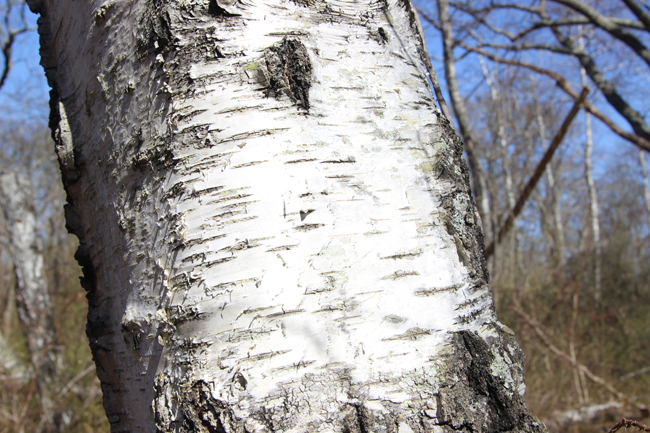 Tree of the Month: White, gray and river birch trees - Shelter Island ...