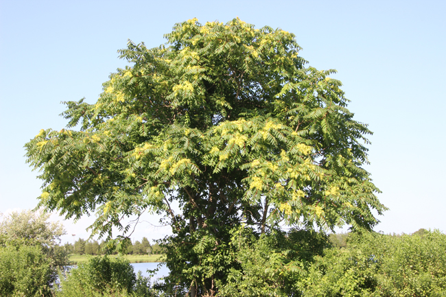 Tree of the month: Tree of Heaven - Shelter Island Reporter Archives