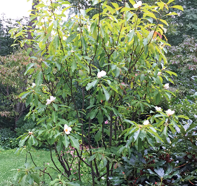 Tree of the month: Franklin tree - Shelter Island Reporter Archives
