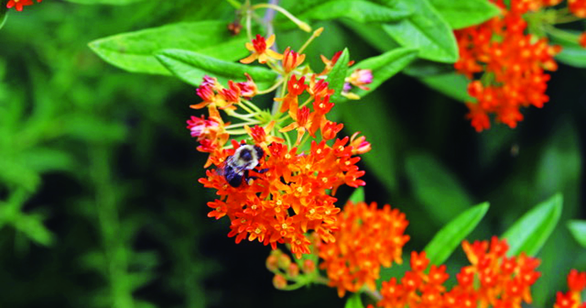 Making a home for the birds and the bees - Shelter Island Reporter Archives