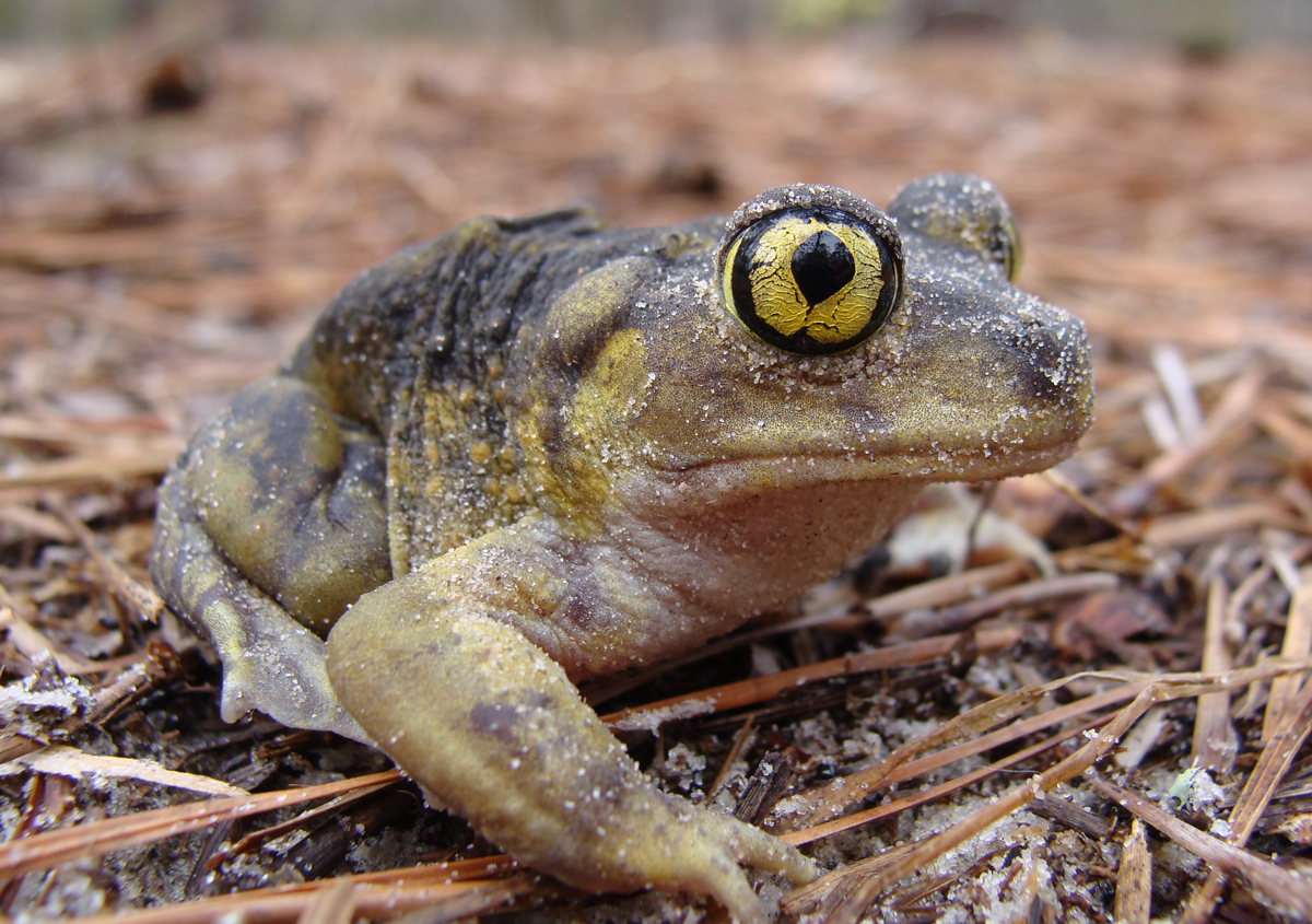 Mashomack Musings:The vanishing toad - Shelter Island Reporter Archives