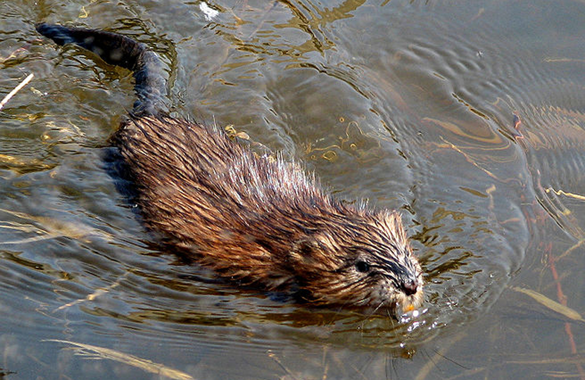 Mashomack Musings: Muskrats — What’s in a name? - Shelter Island ...
