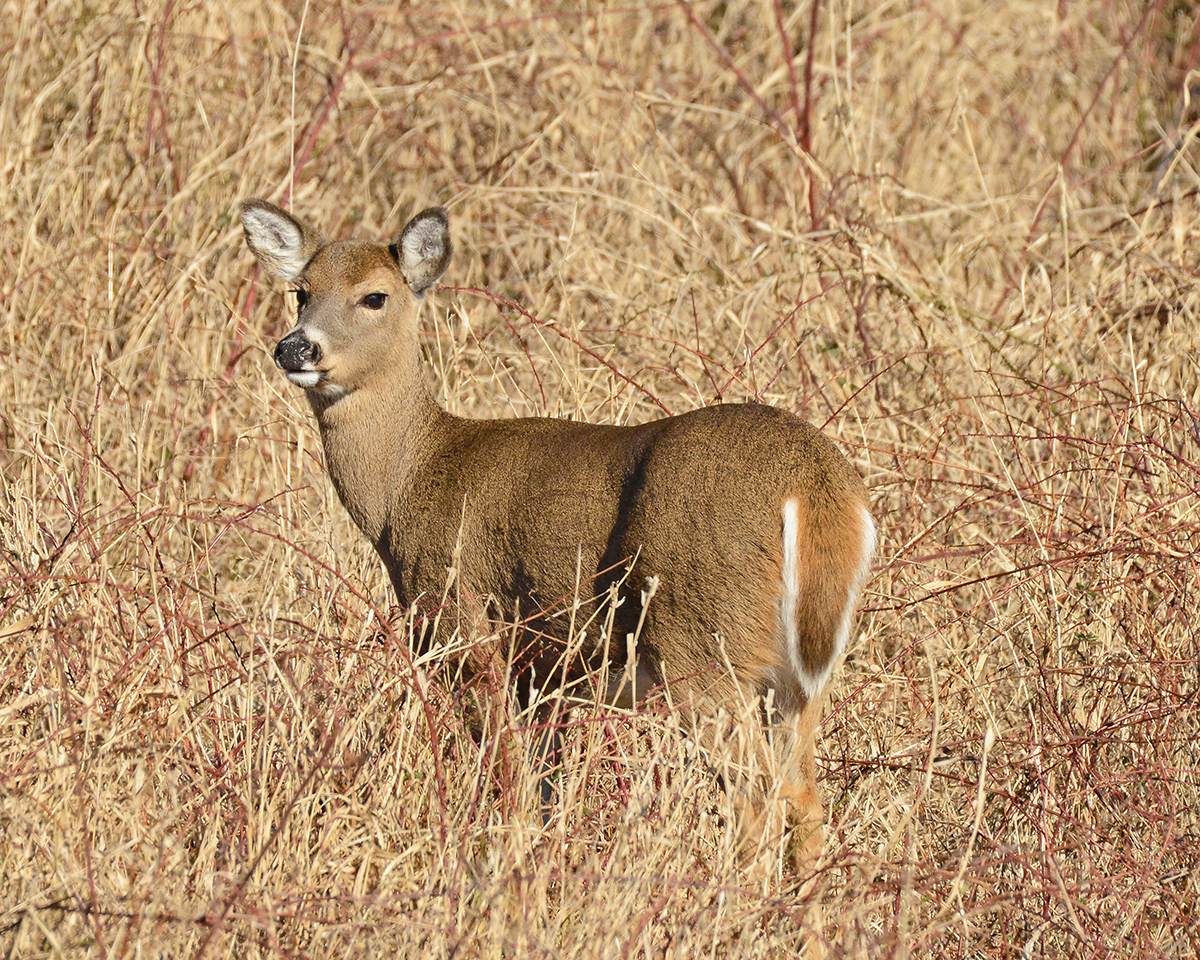 News Archives - Shelter Island Reporter