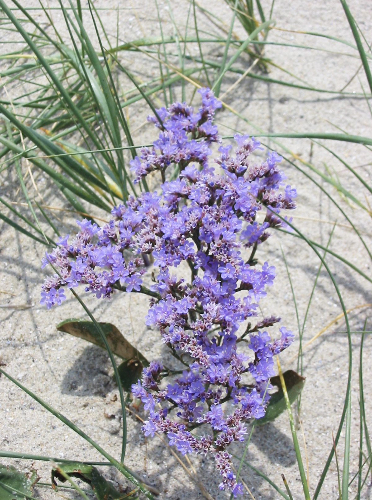 Mashomack Musings: Lovely lavender of the sea - Shelter Island Reporter ...