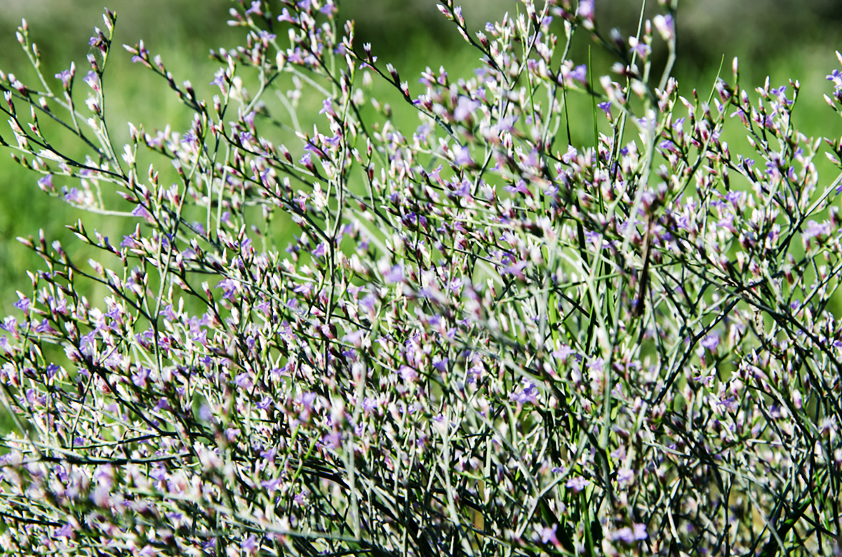 Mashomack Musings: Lovely lavender of the sea - Shelter Island Reporter ...