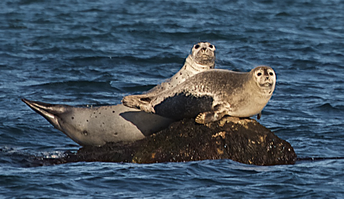 Researchers launch pilot study to learn more about seal population now ...