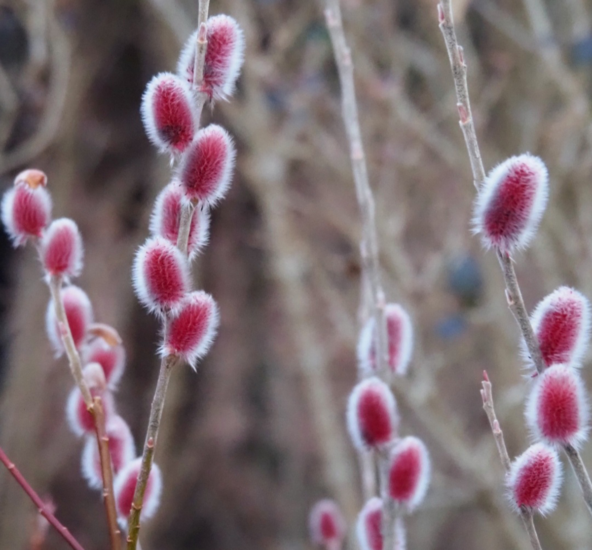 The Rites of Spring 2023 - Shelter Island Reporter