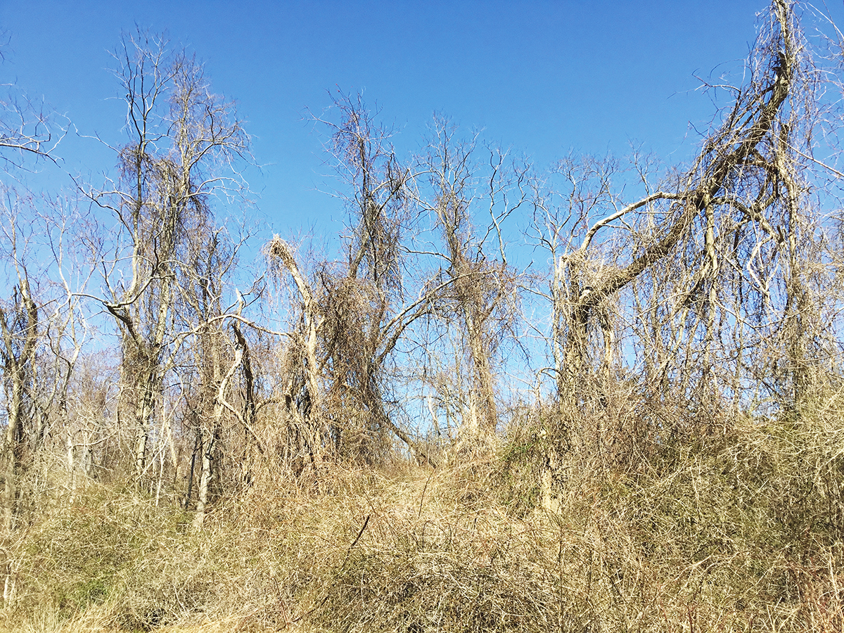 Tree Talk: Battling the vines - Shelter Island Reporter Archives