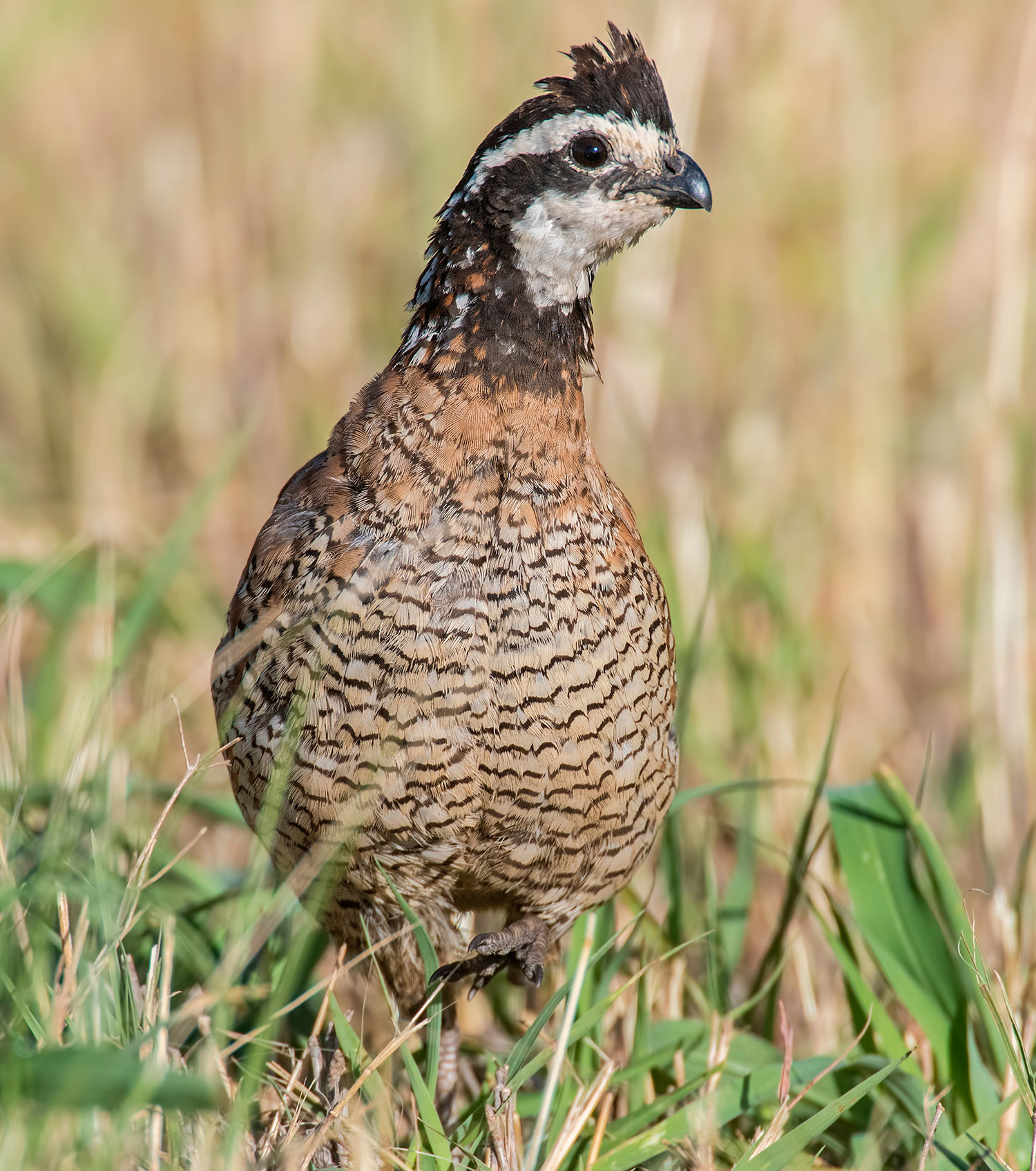 More quail released around Shelter Island: Third year for tick control ...