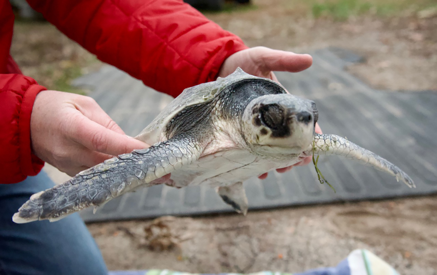 Spike in turtles in distress: ‘Cold-stunned’ turtles on local beaches ...