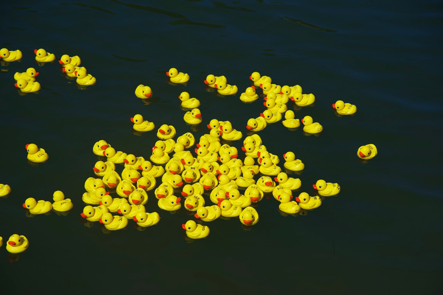 A quacker jack of an event: Chamber of Commerce sponsors 12th annual ...