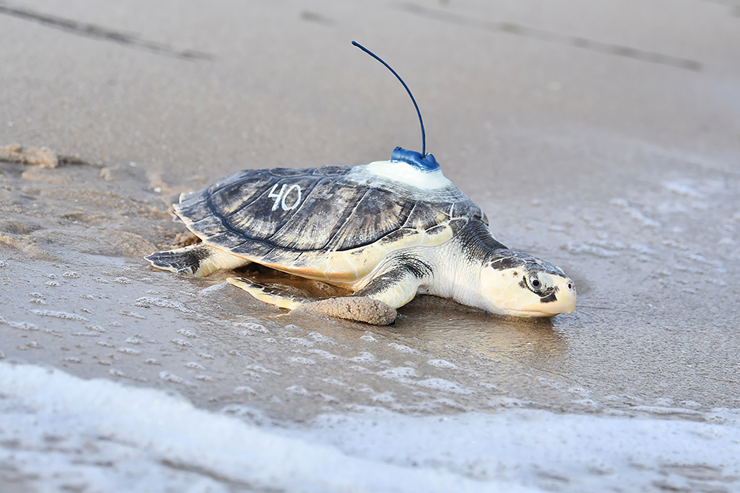 NY Marine Rescue Center wraps up sweet release season: Turtles, seals ...