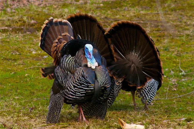 Daily Update: Talking turkey, and bats, raccoons and … the Reporter ...