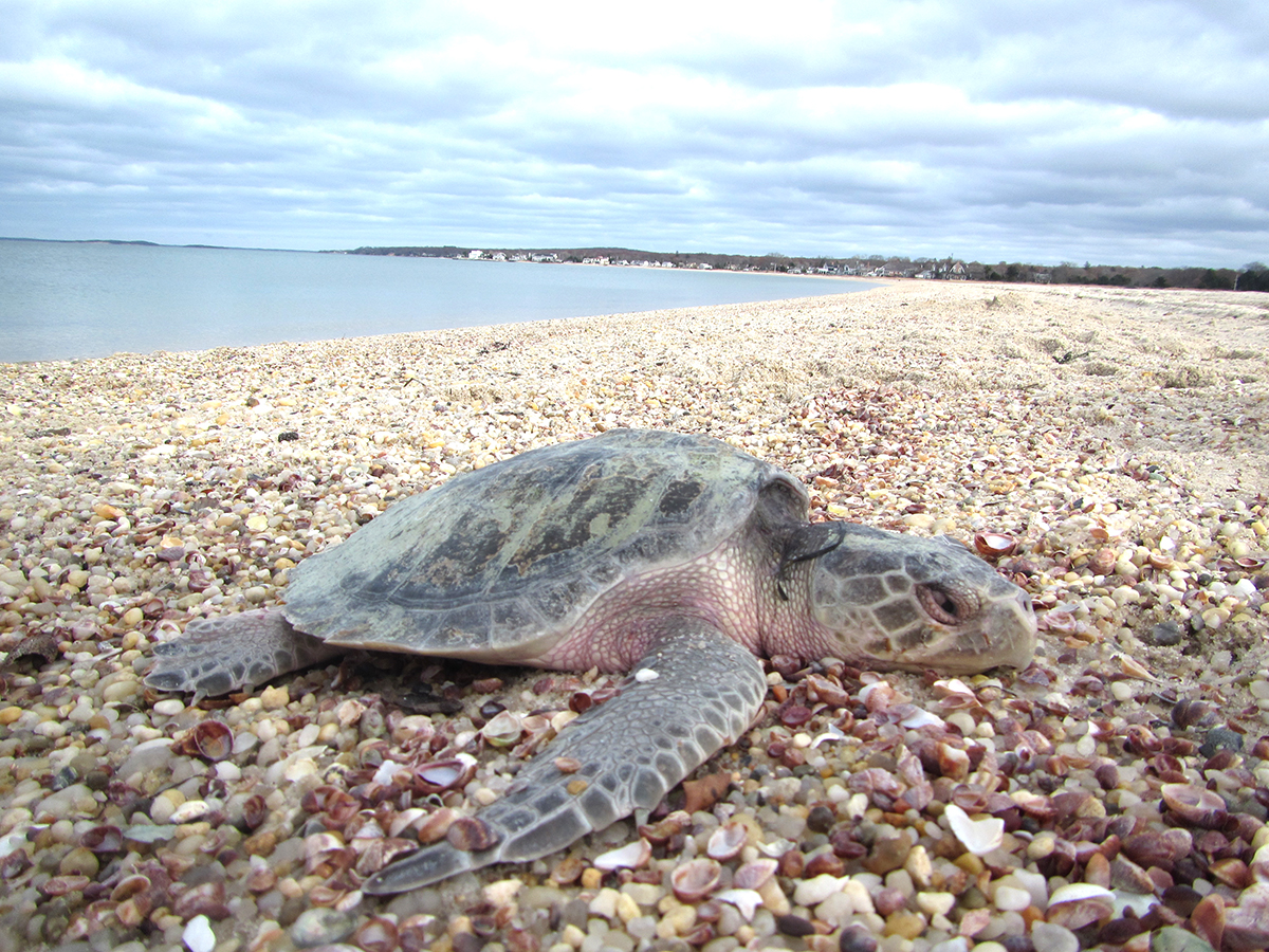 Hotline saves cold-stunned sea turtles - Shelter Island Reporter