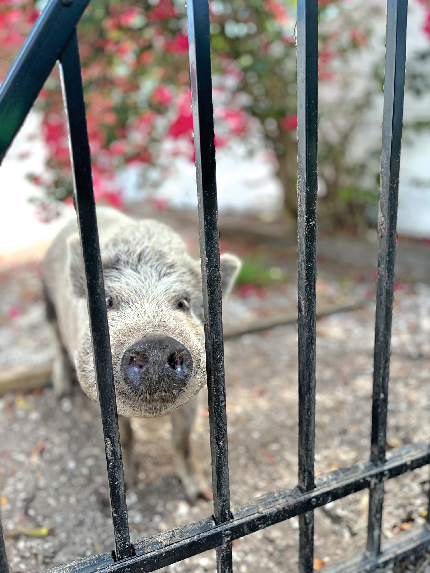 Fastballs, curveballs, sliders and … a pig? — The Shelter Island ...