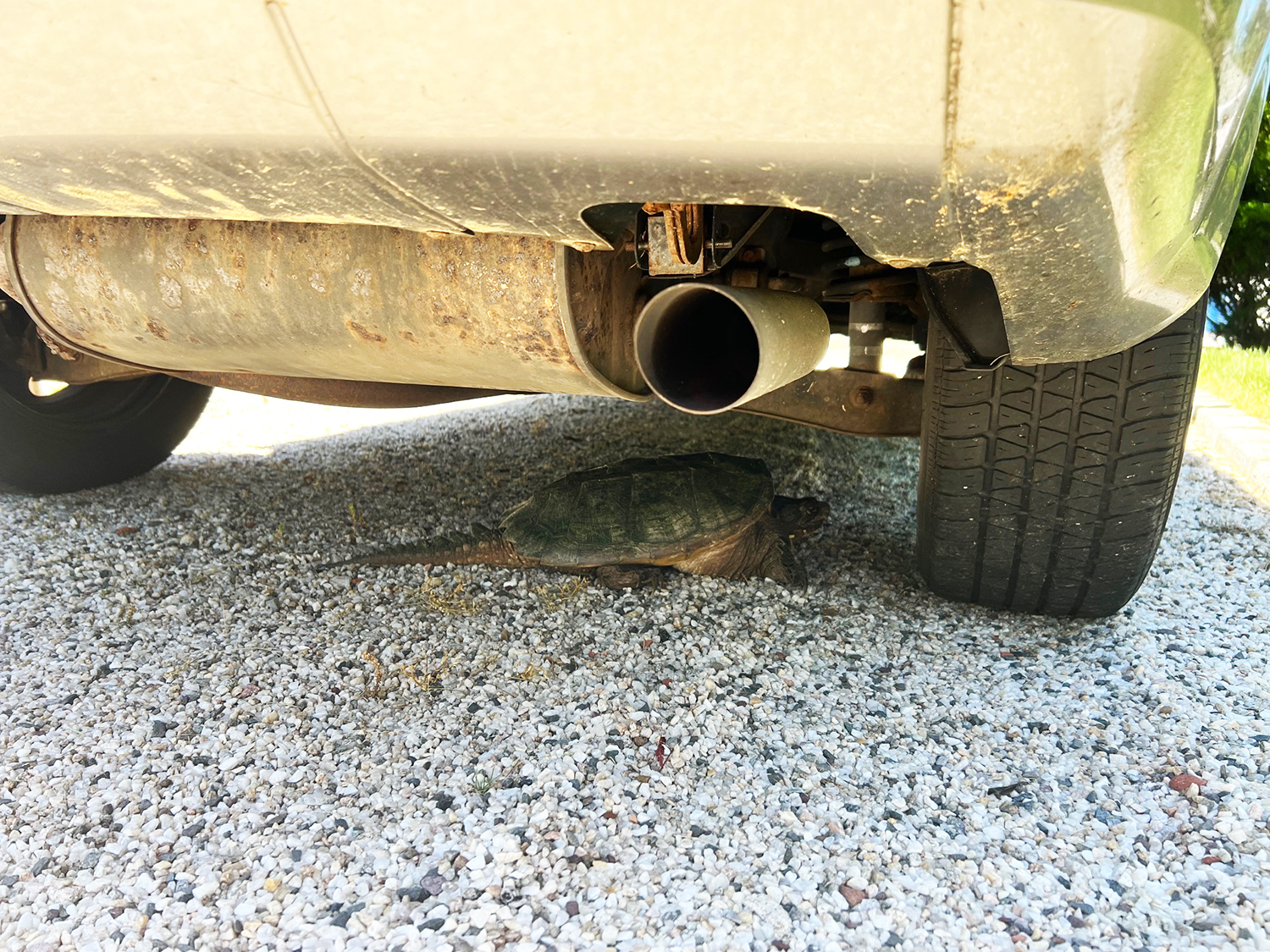 Jenny_Turtle_2 - Shelter Island Reporter