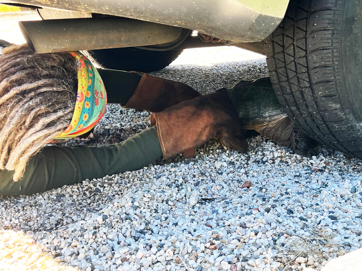 Jenny_Turtle_4 - Shelter Island Reporter