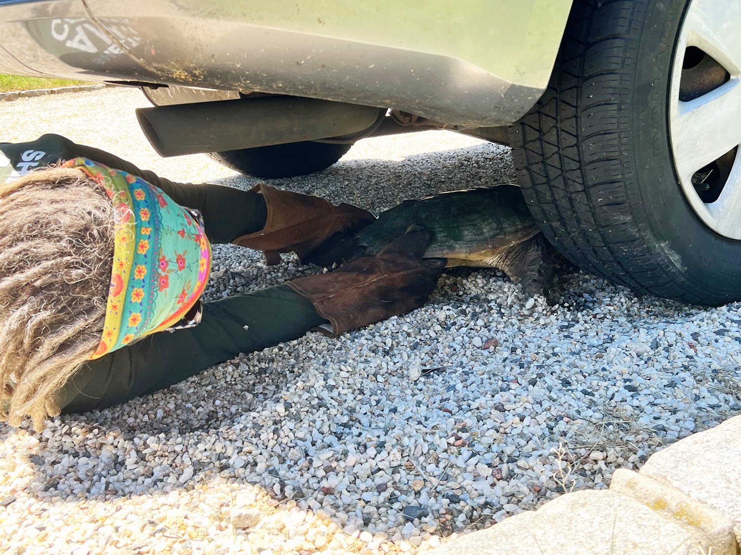 Jenny_Turtle_6 - Shelter Island Reporter