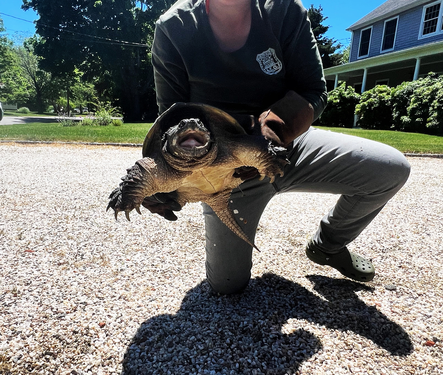 Jenny_Turtle_7 - Shelter Island Reporter