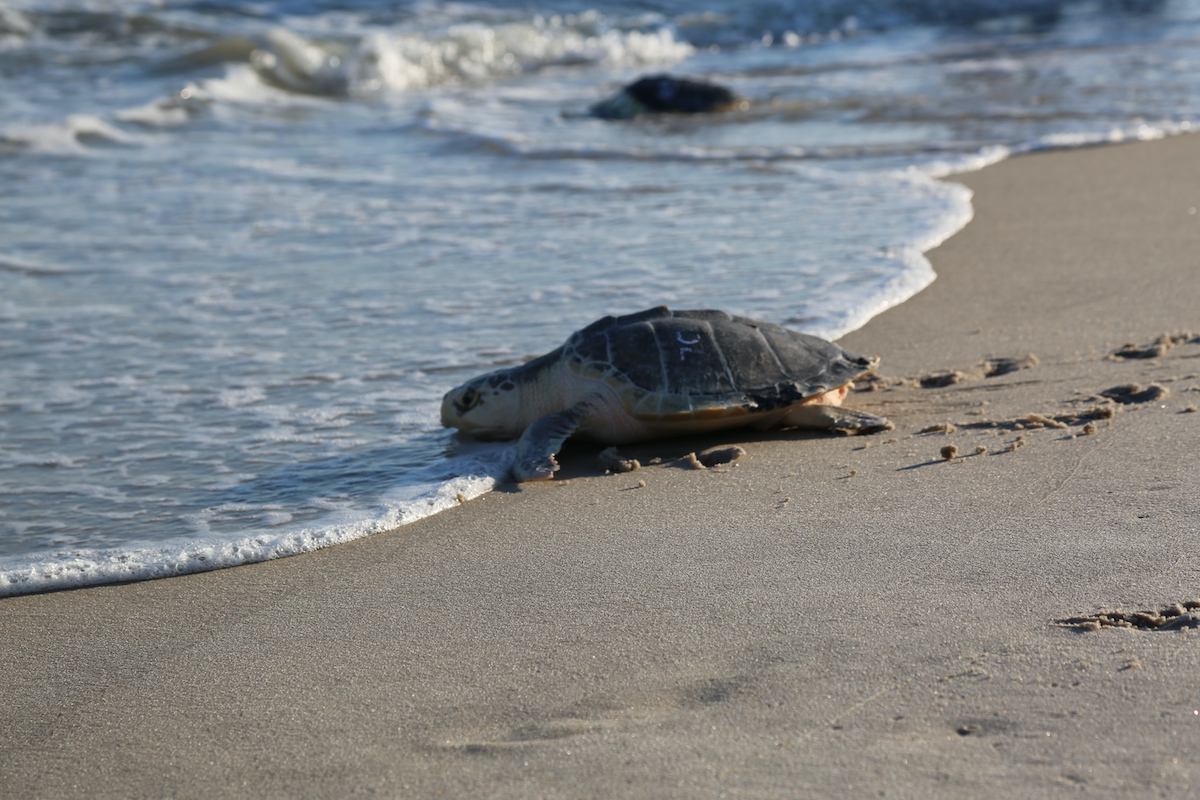‘Release season’ of East End turtles by NY Marine Rescue Center closes ...