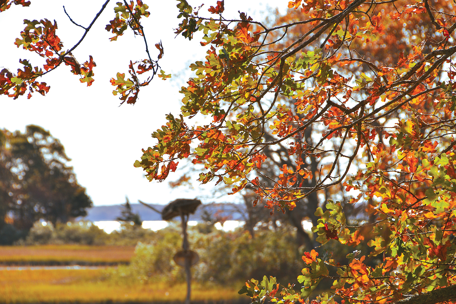 Mashomack truck tour offers up-close looks of autumn foliage - Shelter ...