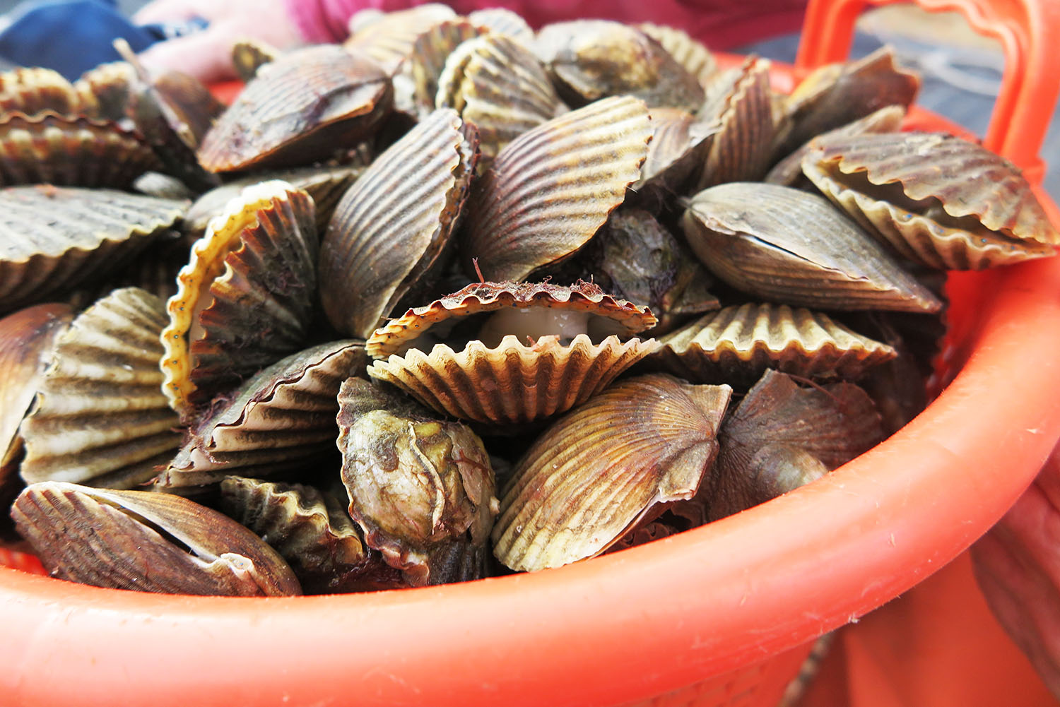 Scallop season opens with a whimper: But scientists see glimmers of ...