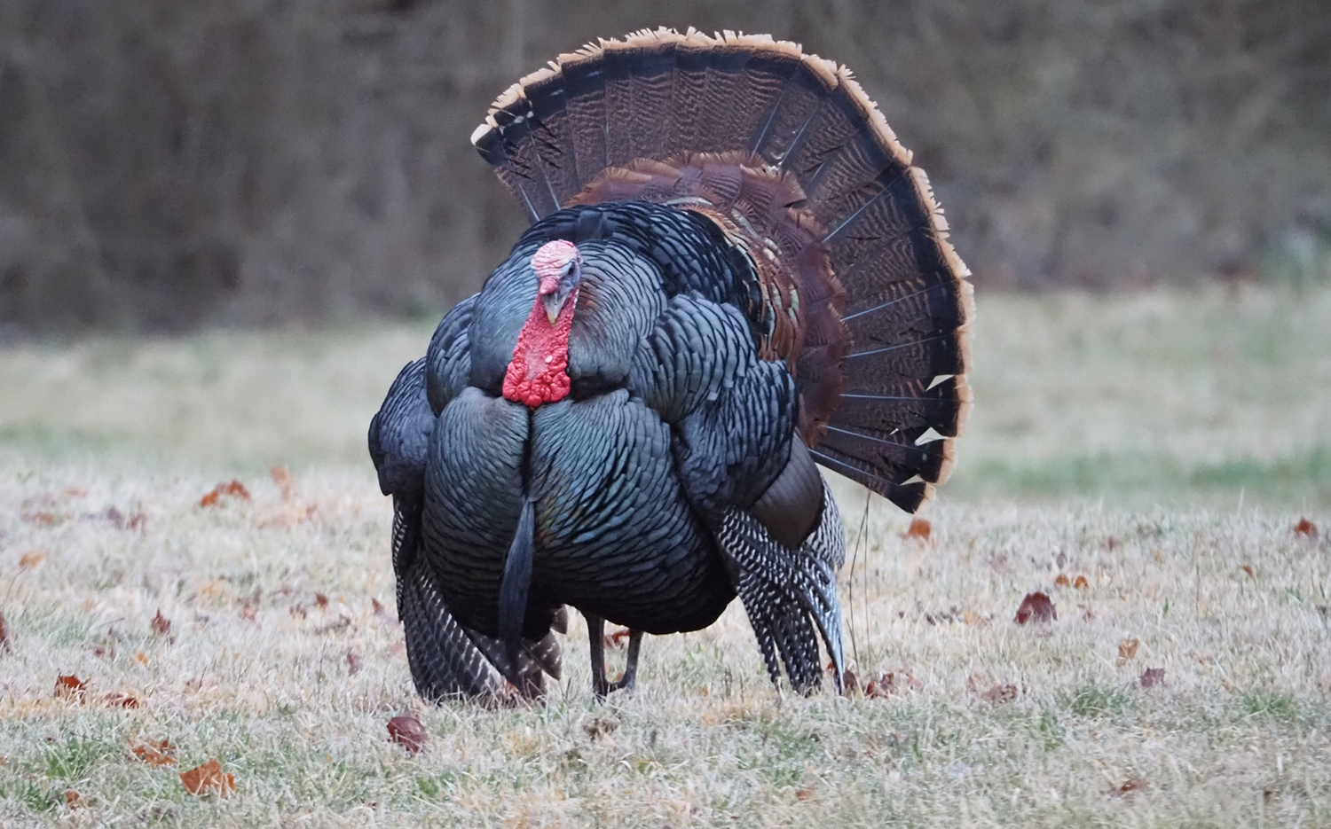 Daily Update: The Reporter talks turkey with ACO Jenny Zahler - Shelter ...