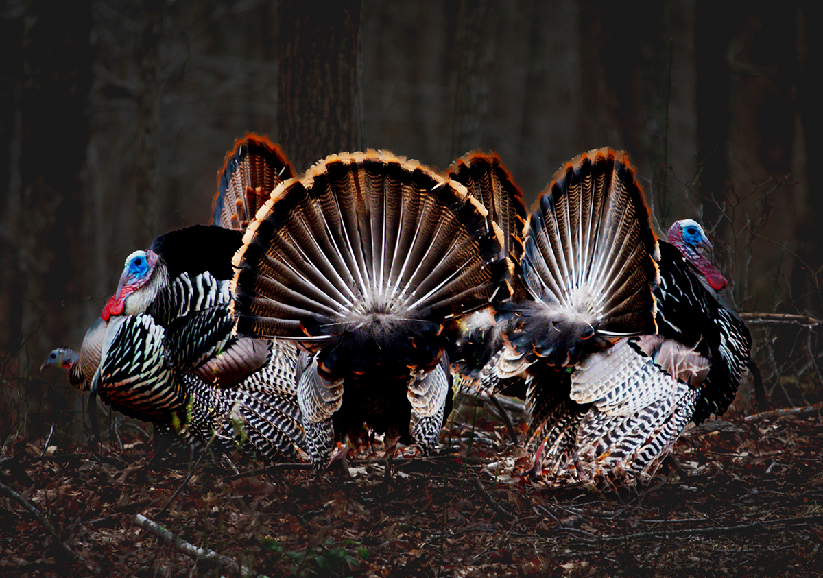 The Reporter talks turkey with ACO Jenny Zahler: All you need to know ...