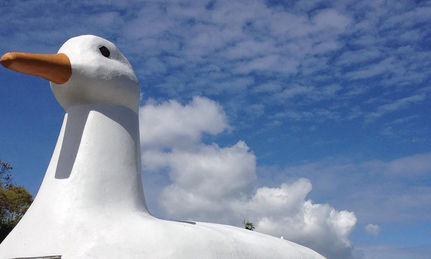 Long Island Ducks: More than history - Shelter Island Reporter