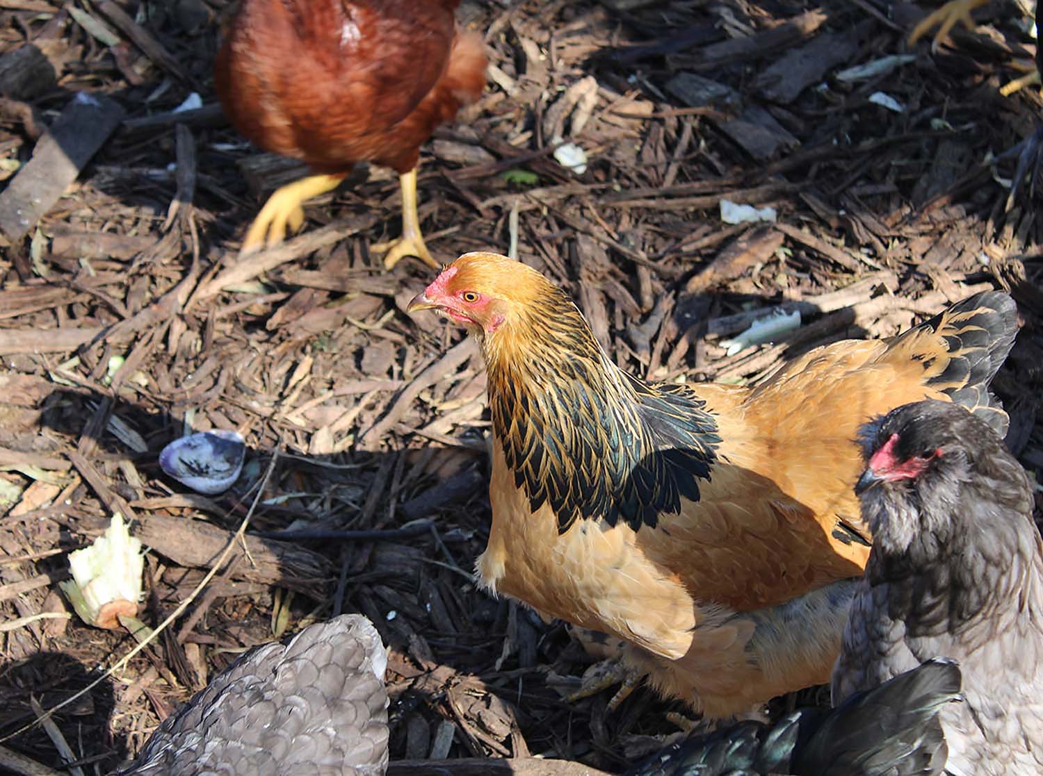 Keeping chickens and being careful: Backyard flocks and the dangers ...