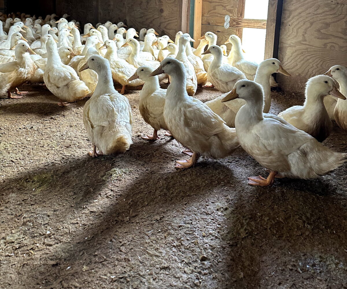 Last Long Island duck farm working to rebuild flock: East End operation ...