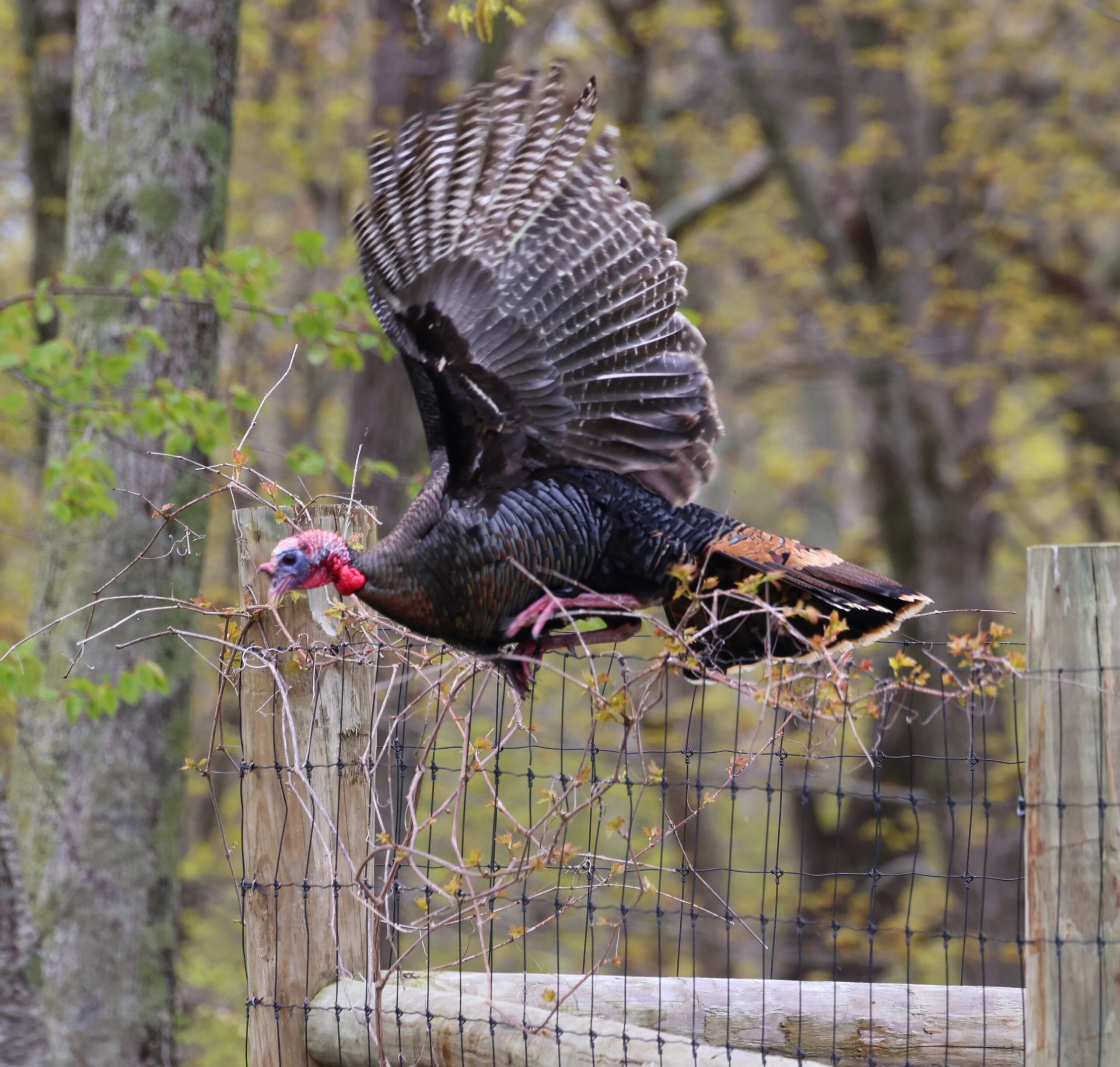 Talking Turkey: Sharing an Island with mysterious beings - Shelter ...