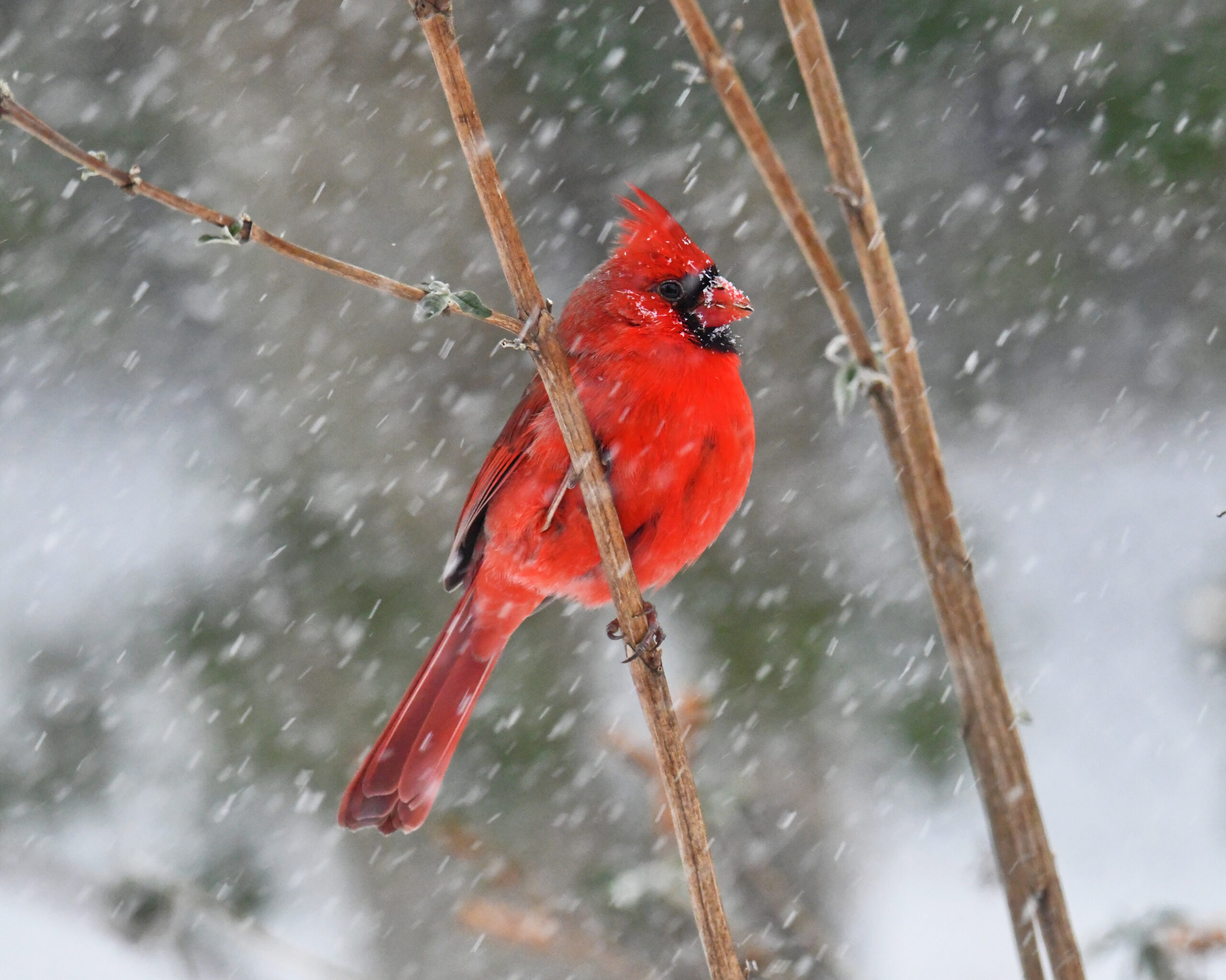 Snow_Cardinal_DB - Shelter Island Reporter