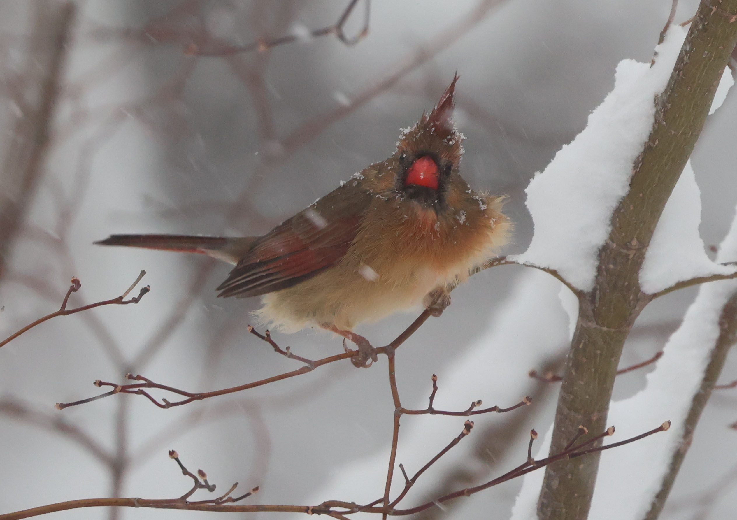 Storm update: Reports on blizzard's impact - Shelter Island Reporter