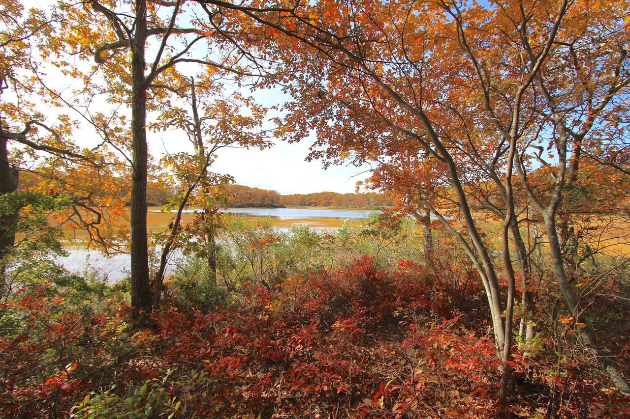 Peep Those Leaves: 7 spots to enjoy Fall foliage on the North Fork