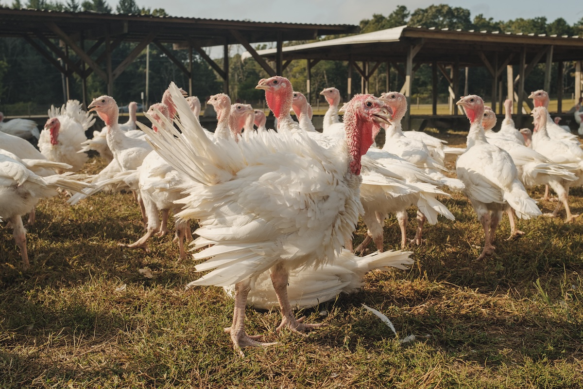 Home on the (Free) Range: A multi-generational farming family raises ...