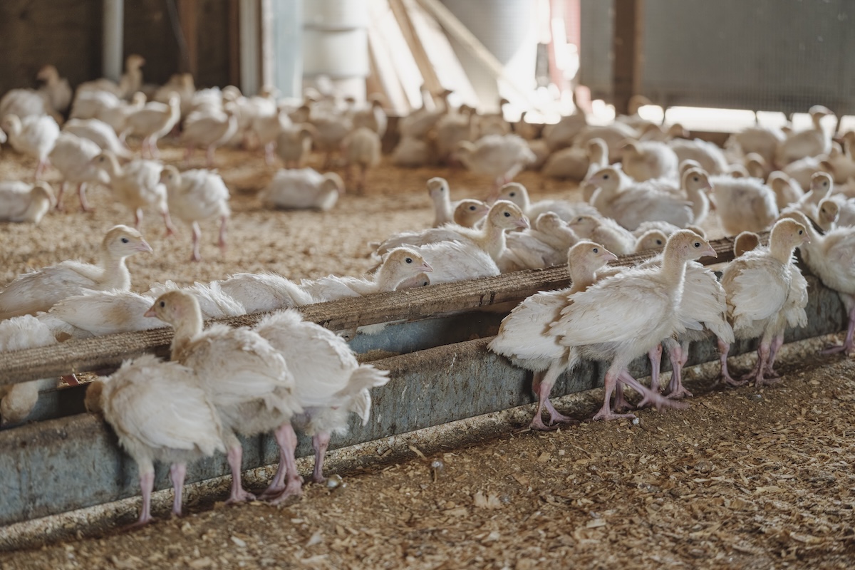 Home on the (Free) Range: A multi-generational farming family raises ...