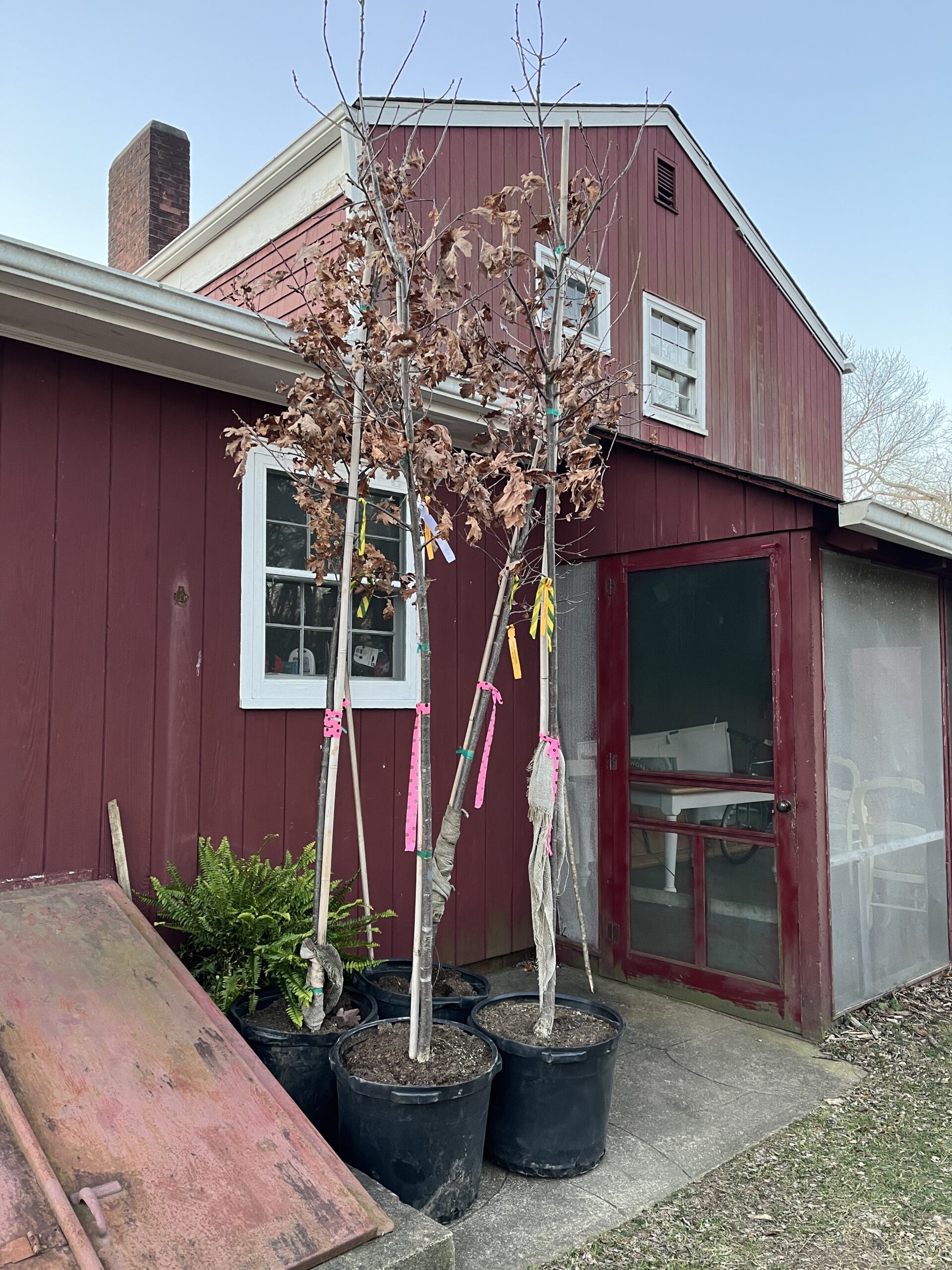 North Audubon Society Needs Your Help to Plant Oak Trees - Northforker