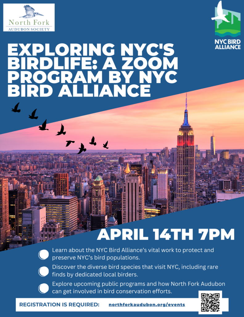 North Fork Audubon Presents: Exploring NYC's Birdlife: A Zoom Program ...