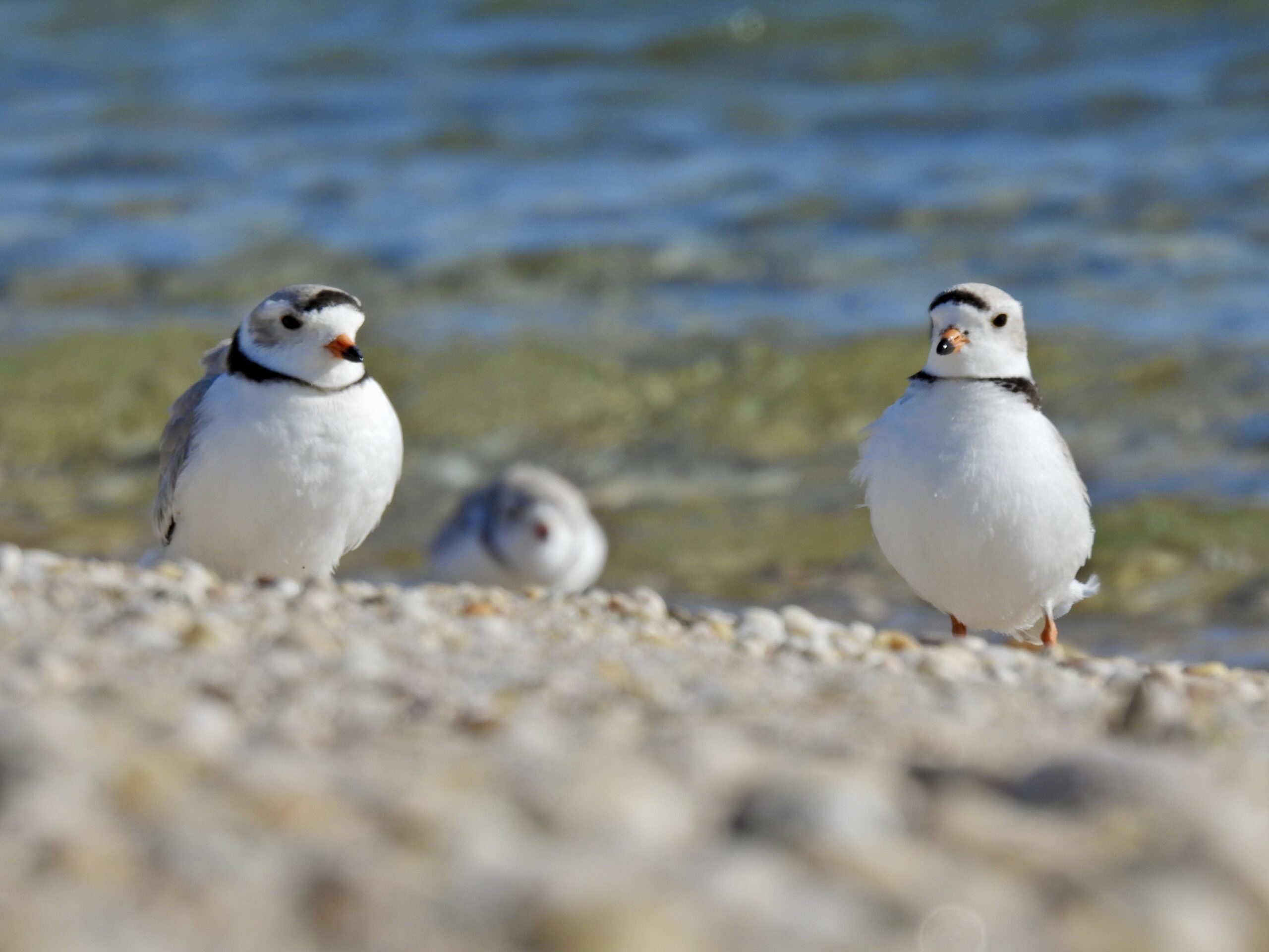 North Fork Audubon Presents: Beginner Birder with Tom Damiani - Northforker