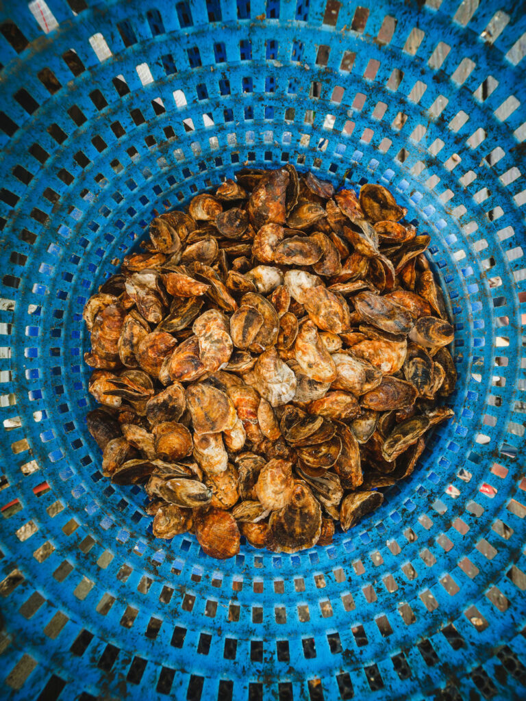 For the LIOGA, oysters are no shell game