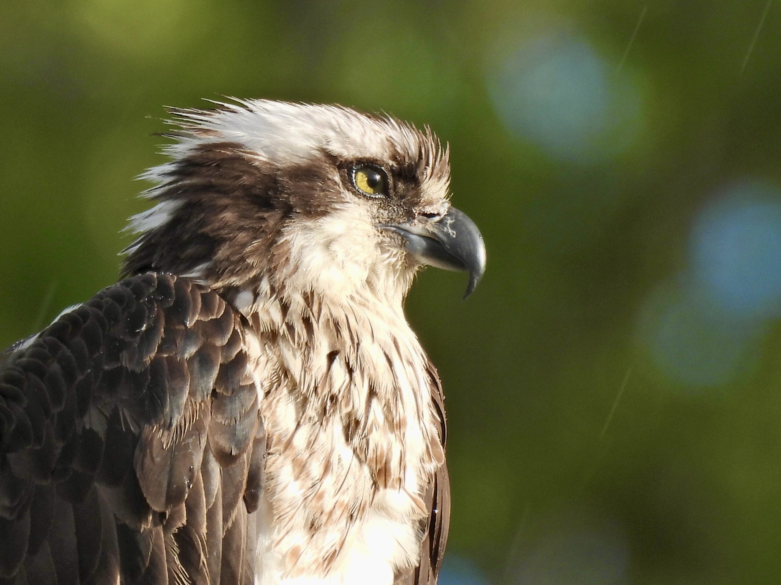 North Fork Audubon Presents: Beginner Birder with Tom Damiani - Northforker