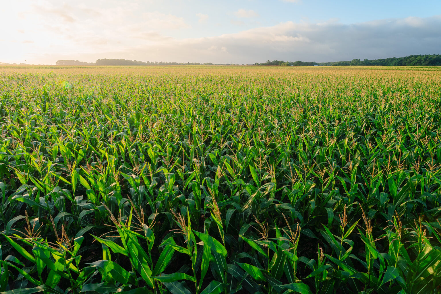 Field of Dreams: Summer brings this sunshiny sweet corn to farm stands ...