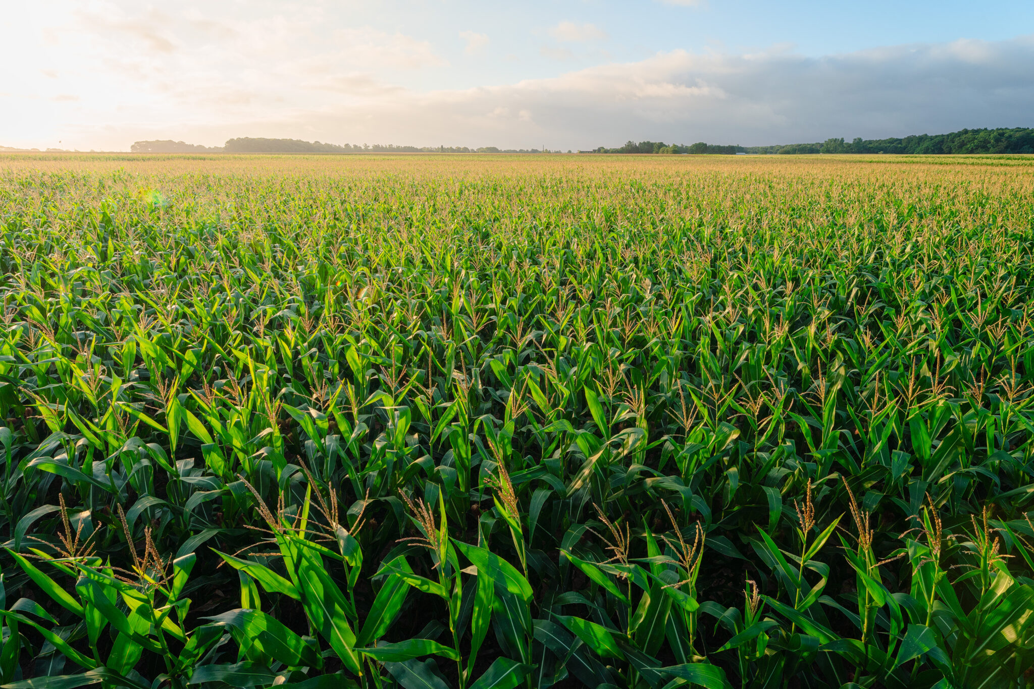 Field of Dreams: Summer brings this sunshiny sweet corn to farm stands ...